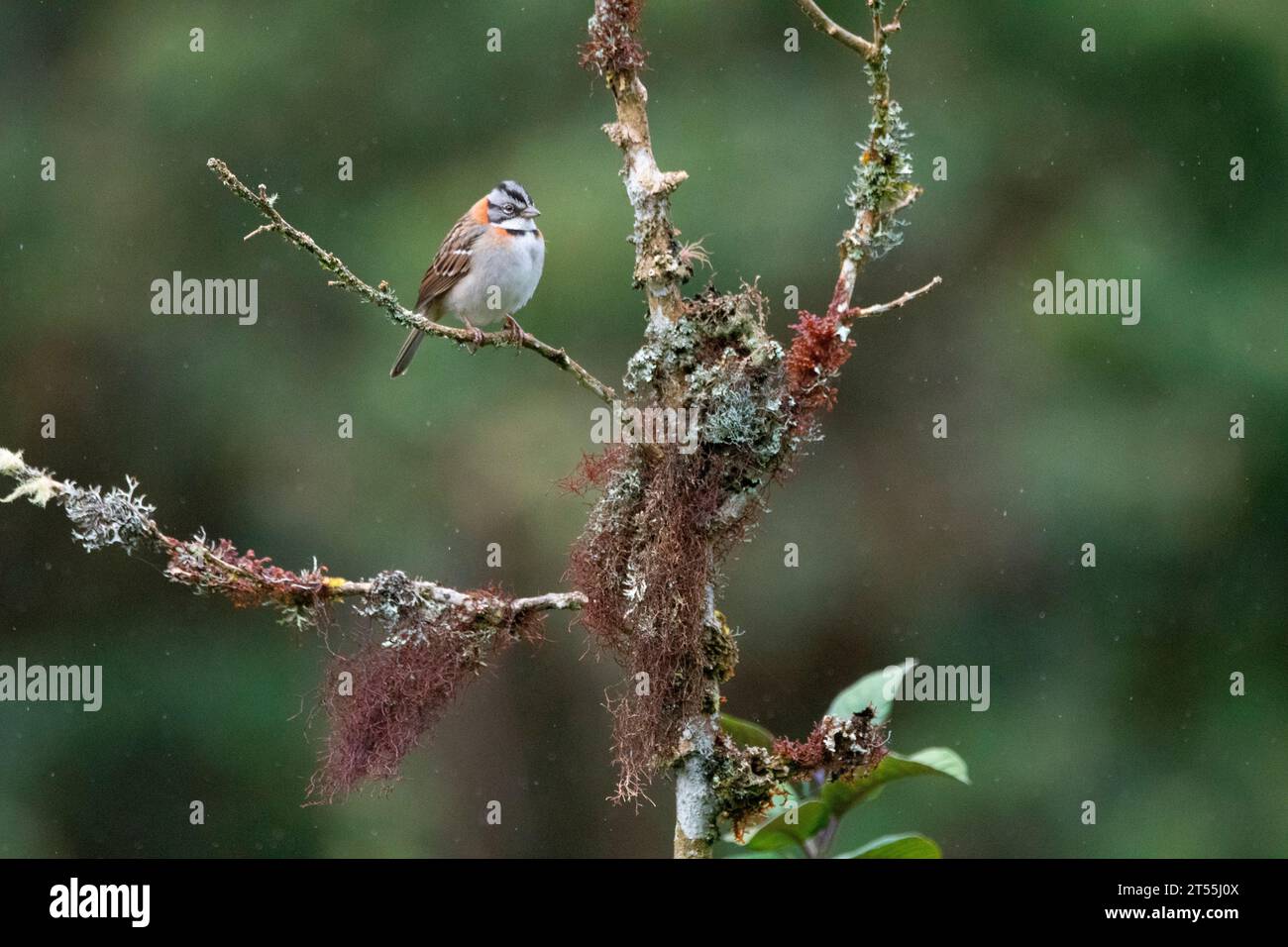Rufous-collared Sparrow (Zonotrichia capensis) adult on a shrub in the ...