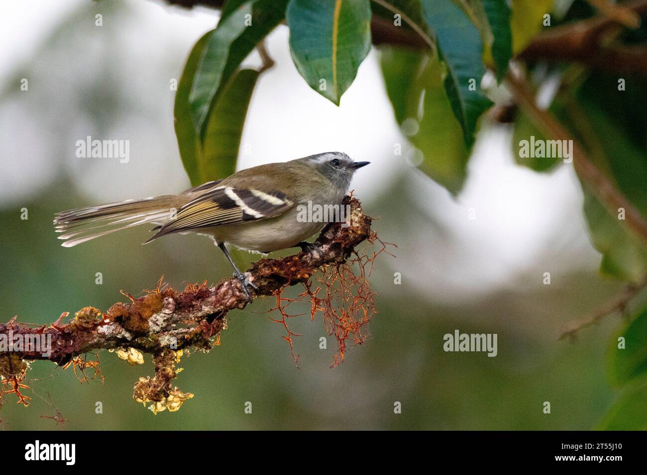 White-banded Tyrannulet (Mecocerculus stictopterus) in a shrub in ...