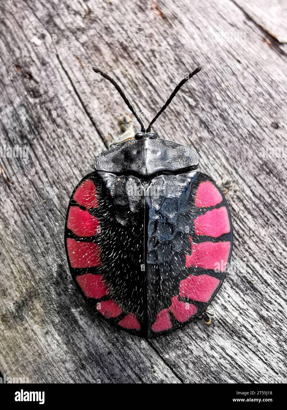 Beetle (Stolas sp) on a dead tree trunk in mountain rainforest (2000 m ...