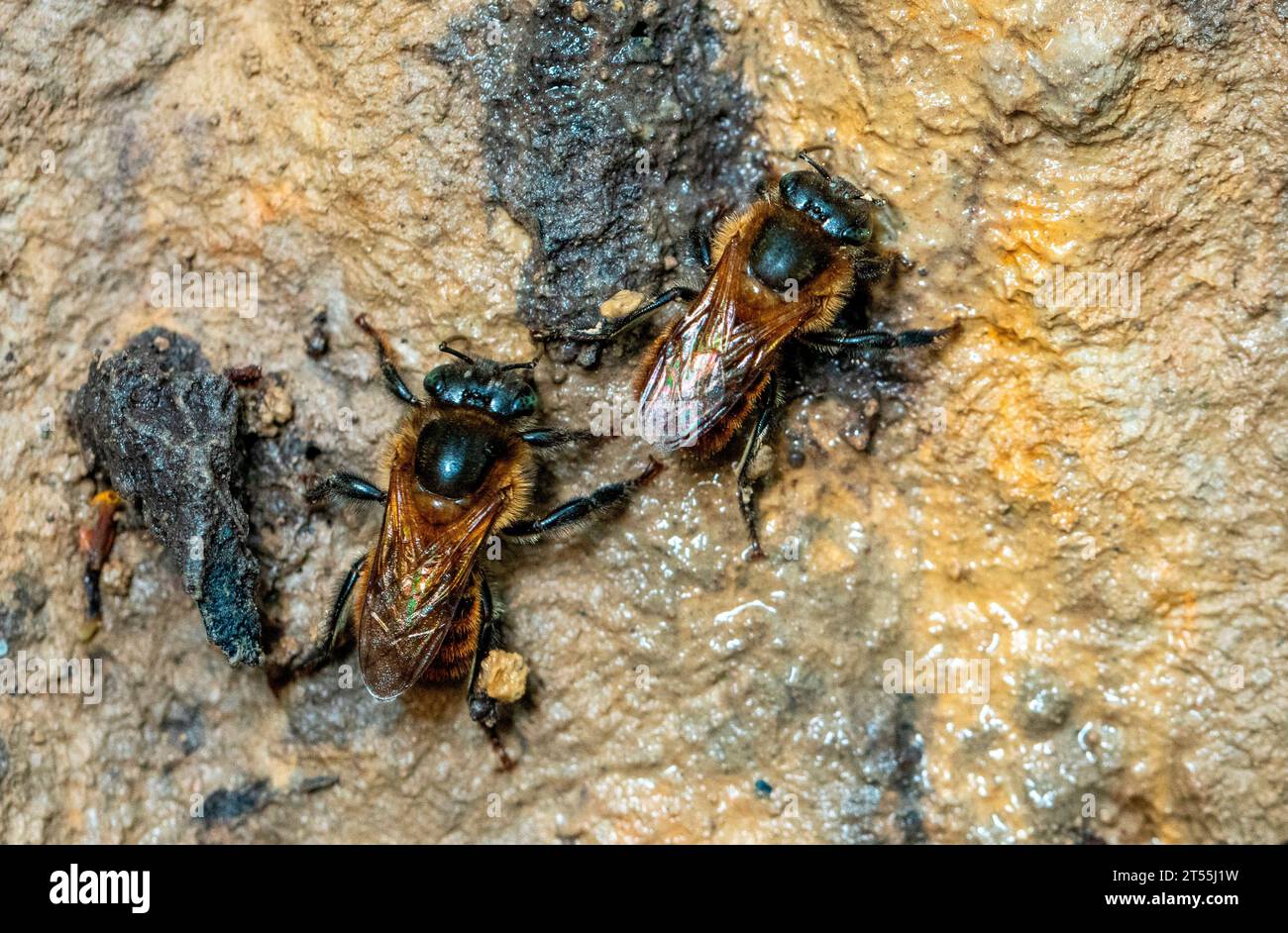 Two bees collecting mud on a damp wall in the high altitude rainforest ...