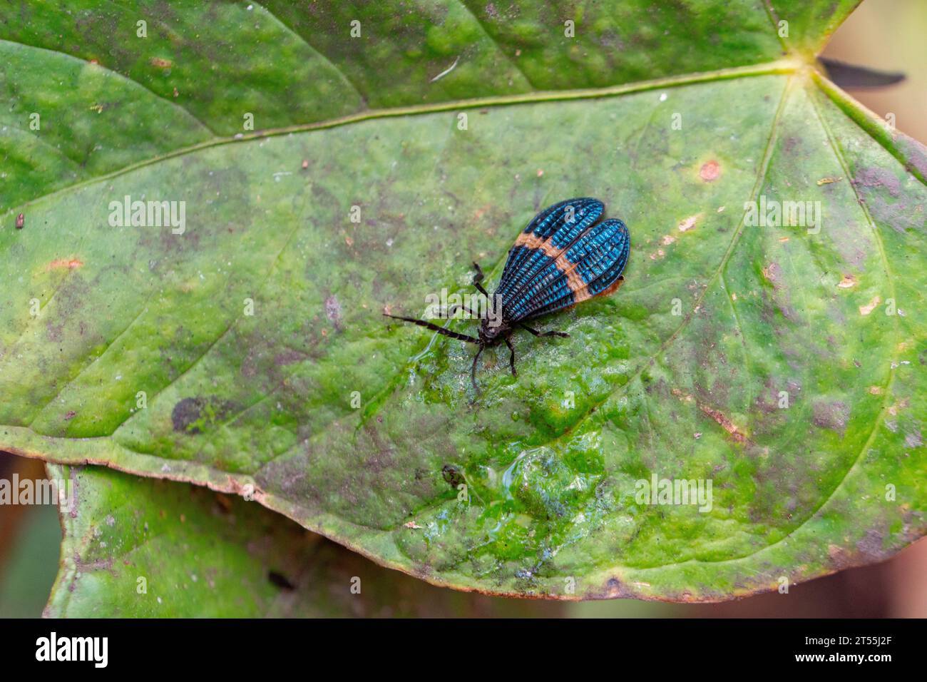Lycid beetle (Calopteron sp) on a leaf in mountain rainforest (2000 m ...