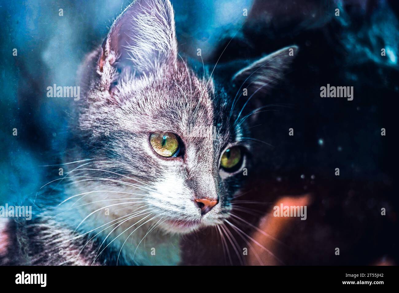 Lovely young ash cat portrait behind a cosmic window glass Stock Photo ...