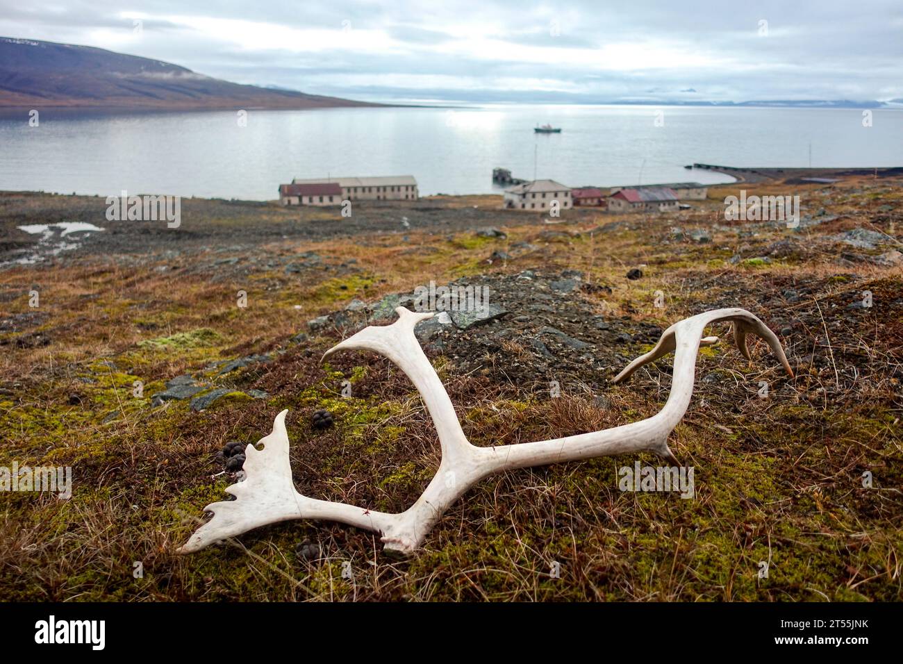 Svalbard reindeer antlers (Rangifer tarandus platyrhynchus) in the ...