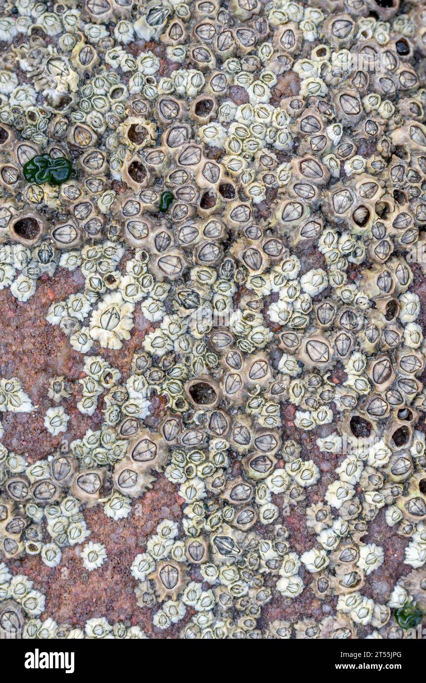 Different species of Barnacles on pink sandstone rock at low tide ...