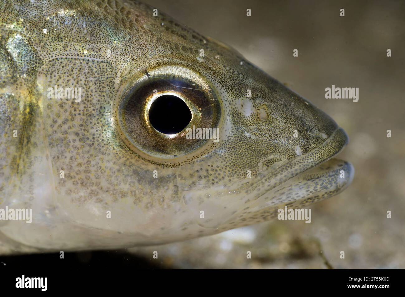 Portrait of spotted sea bass (Dicentrarchus punctatus), Ile d'Oleron ...
