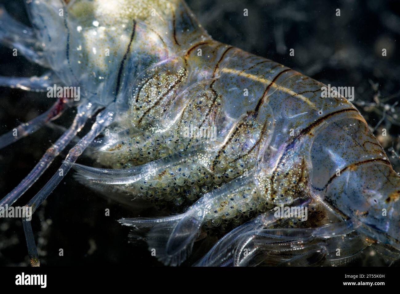 Common prawn eggs (Palaemon serratus), Ile d'Oleron, Atlantic Ocean ...