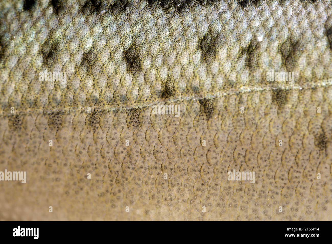 Scales of spotted sea bass (Dicentrarchus punctatus), Ile d'Oleron ...