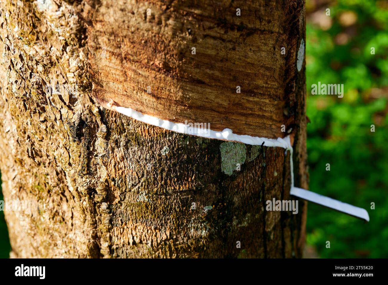 Latex close hi-res stock photography and images - Alamy