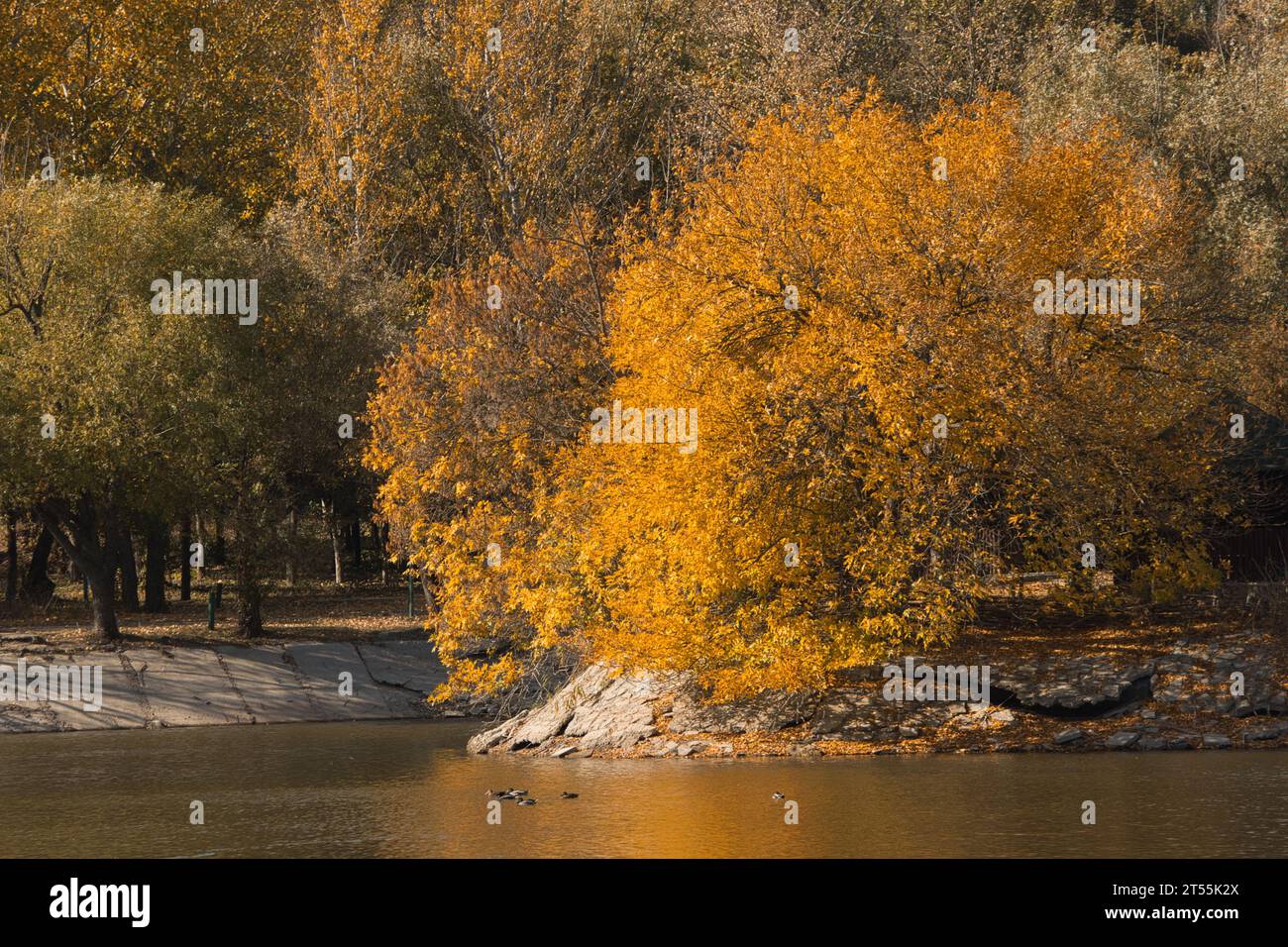 Yellow leaves on cottonwood tree hi-res stock photography and images ...