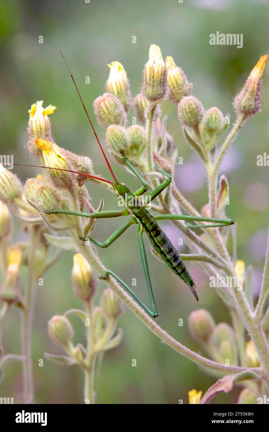Predatory Bush Cricket (Saga pedo) on the prowl in a clump of flowers ...