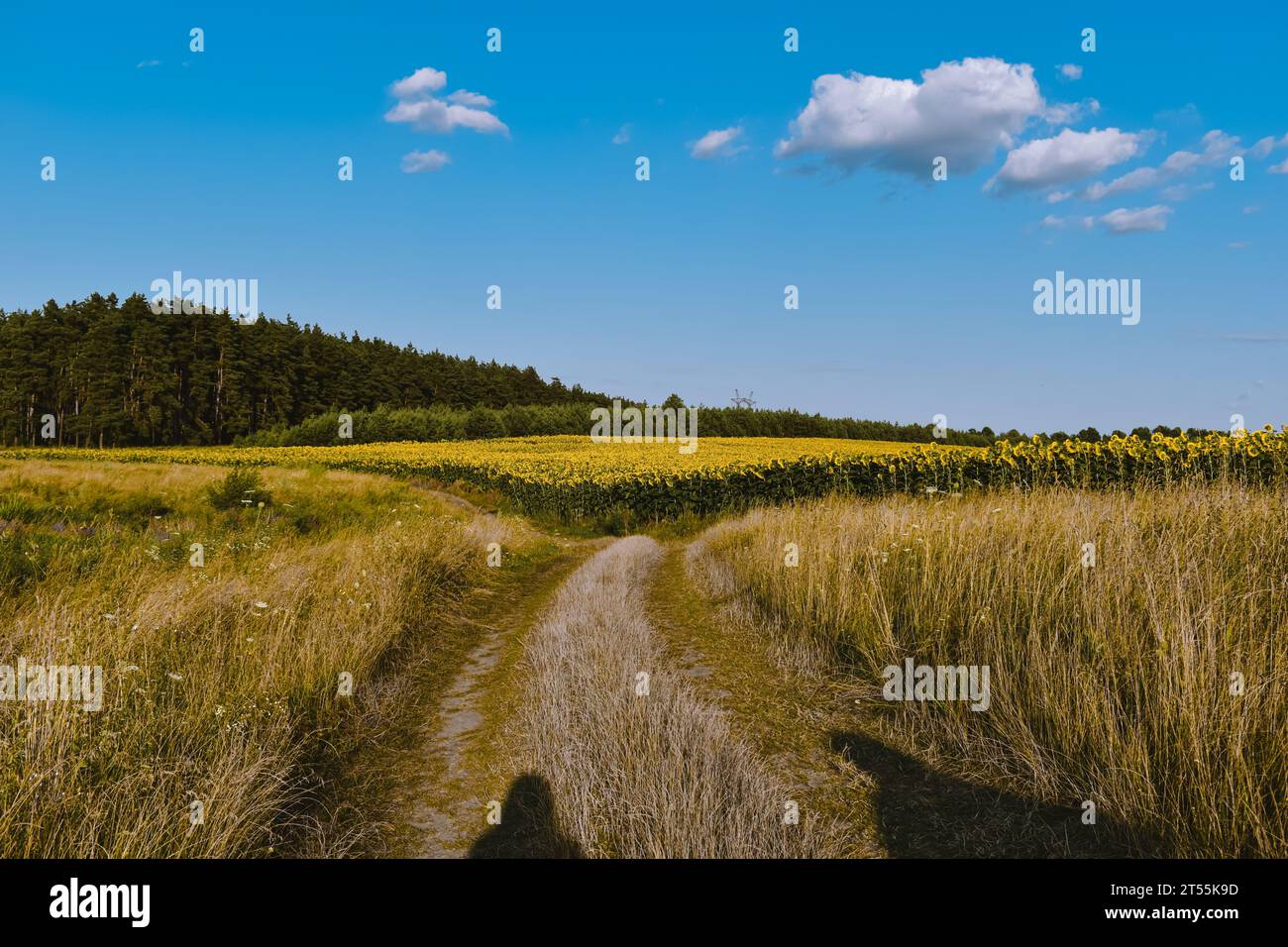 The shadow of two women on a walk in nature Stock Photo - Alamy