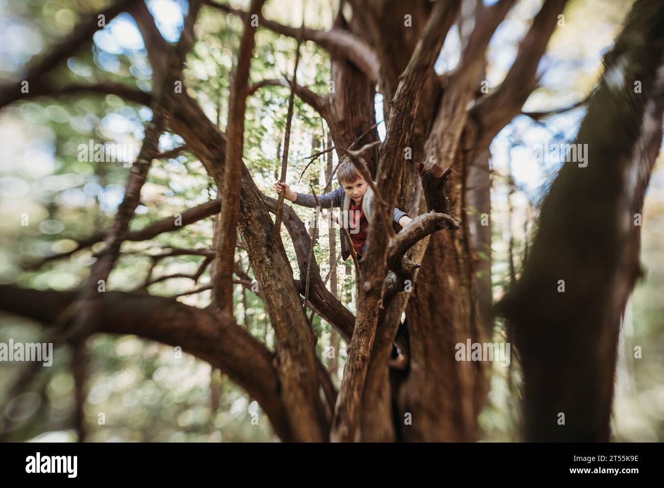Creative shot of young boy climbing in a tree in the forest Stock Photo ...