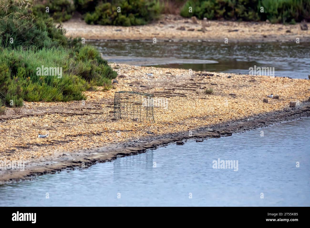 Anti-predator cage above a plover nest in the pebbles at the edge of an ...