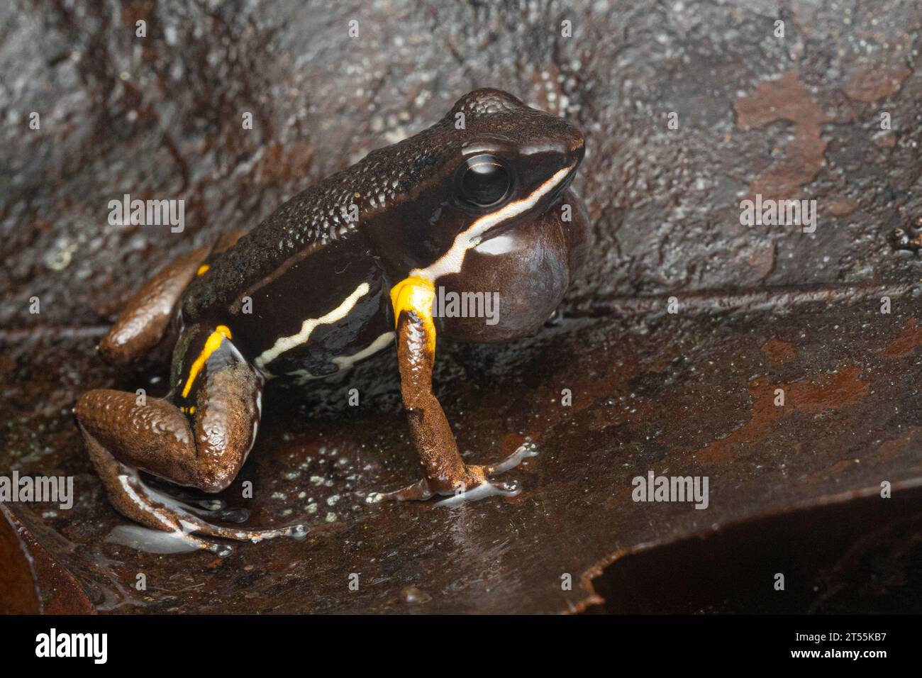Poison Dart Frog (Allobates femoralis) on a leaf, French Guiana Stock ...