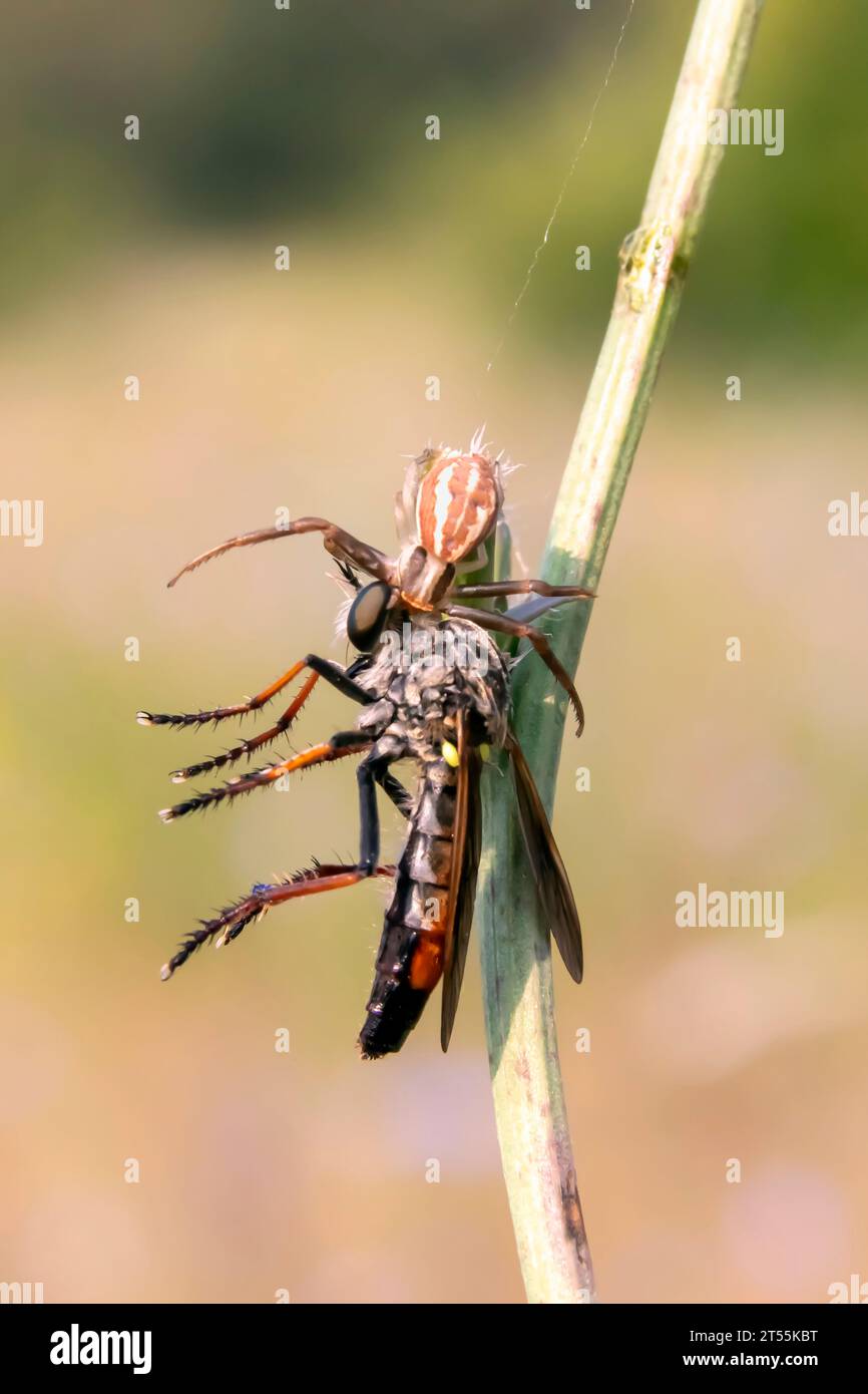 Capture of a Robber fly (Asilidae sp) by a spider on a stem, in summer ...