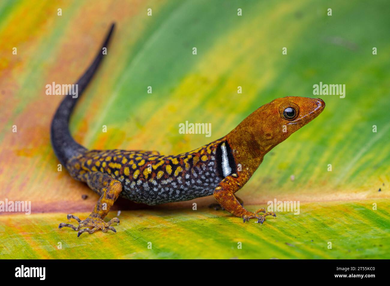 Collared Forest Gecko (Gonatodes concinnatus) on a leaf, Ecuador Stock ...
