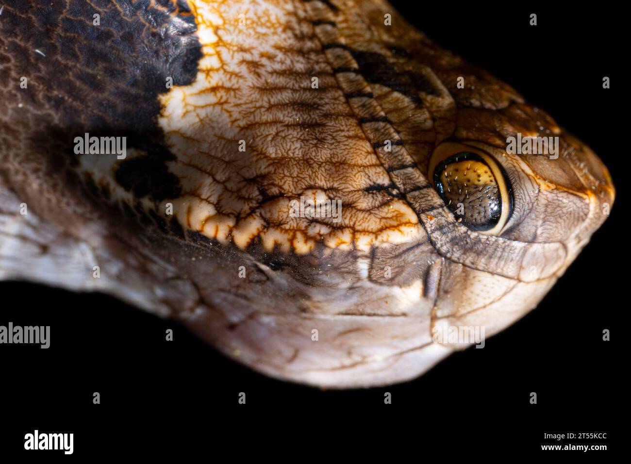 Chrysalis of a butterfly (Dynastor darius) imitating the head of a ...