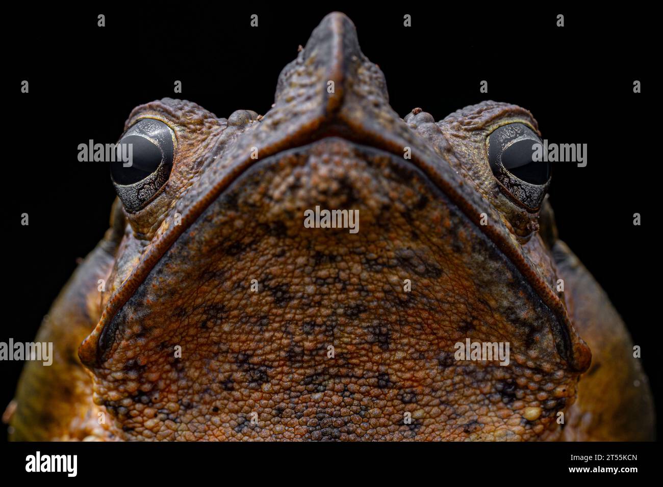 Portrait of Sharp-nosed Toad (Rhinella dapsilis), Ecuador Stock Photo ...