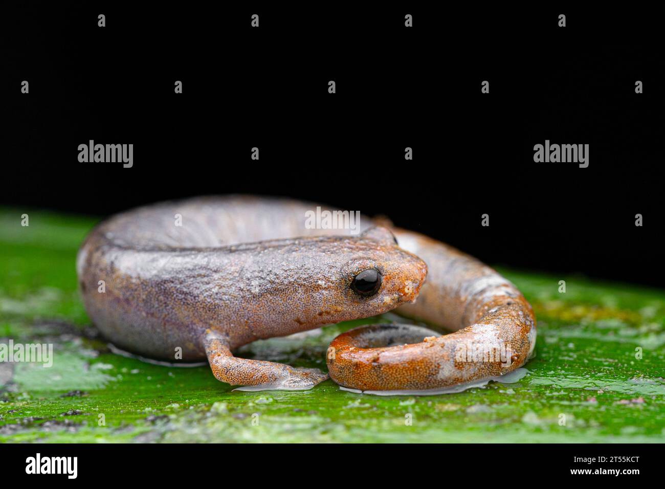 Peruvian Climbing Salamander (Bolitoglossa peruviana) on a leaf ...