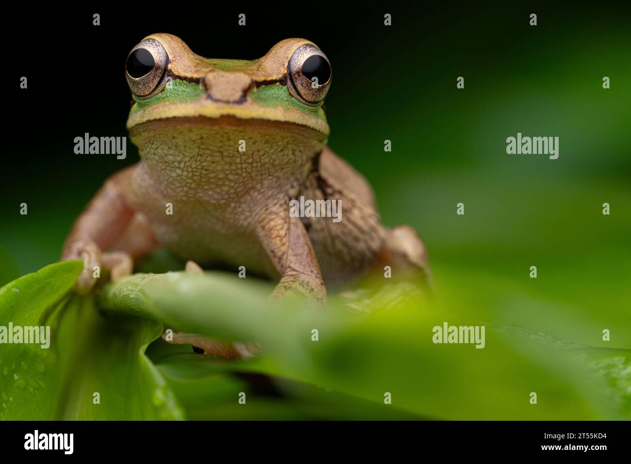 Masked treefrog (Smilisca phaeota), Chocó, Ecuador Stock Photo - Alamy