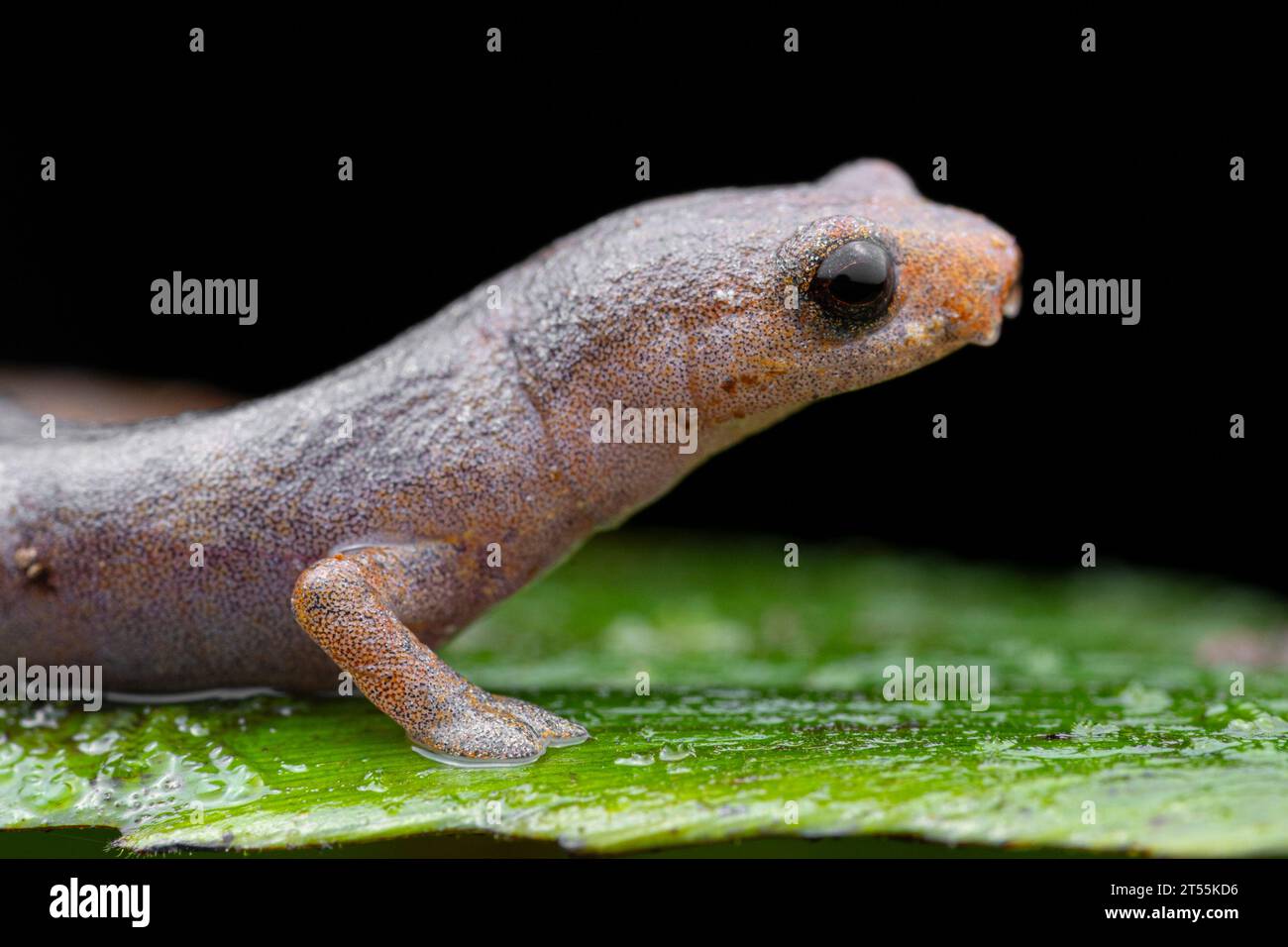 Portrait of Peruvian Climbing Salamander (Bolitoglossa peruviana) on a ...