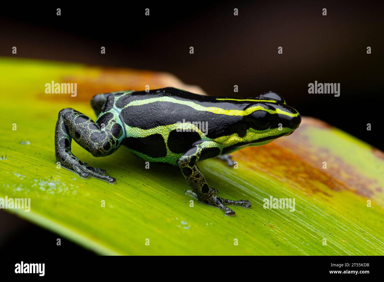 Spotted dart frog (Ranitomeya variabilis) on a leaf, Ecuador Stock ...