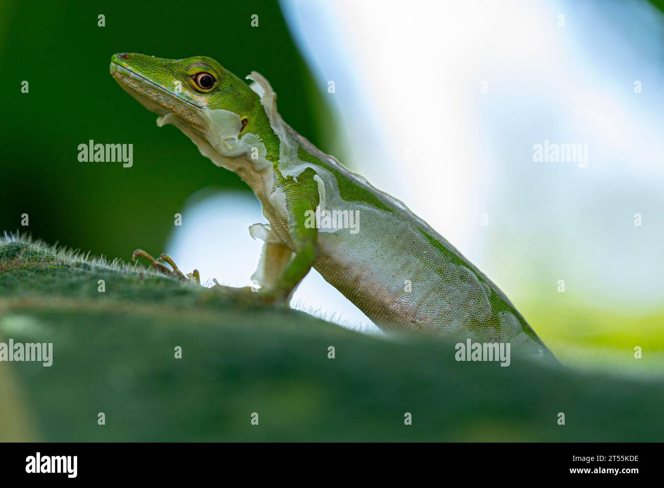 Small molting lizard, Indeterminate Anole Lizard (Norops sp), Ecuador ...