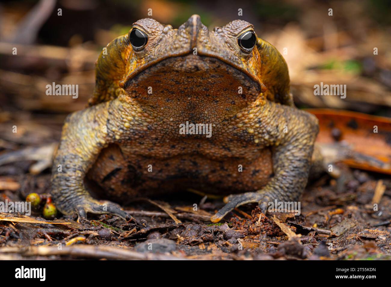Sharp-nosed Toad (Rhinella dapsilis), Ecuador Stock Photo - Alamy