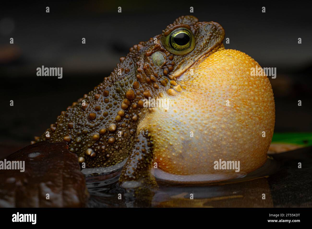 Evergreen toad (Incilius coniferus), Chocó, Ecuador Stock Photo - Alamy
