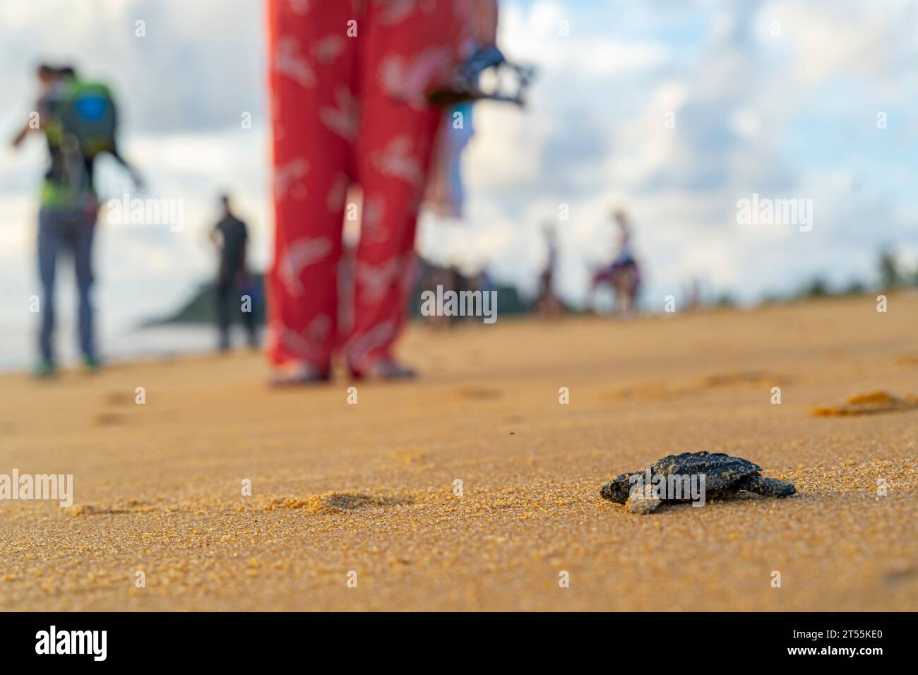 Hatching of a young turtle on a Guiana beach, Olive Ridley turtle ...