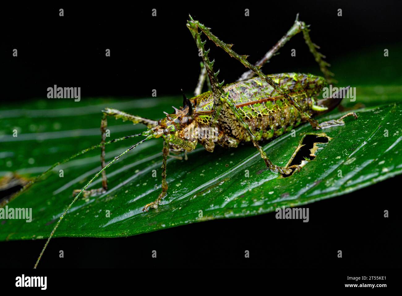 Indeterminate leafhopper (Orthoptera sp), Ecuador Stock Photo - Alamy