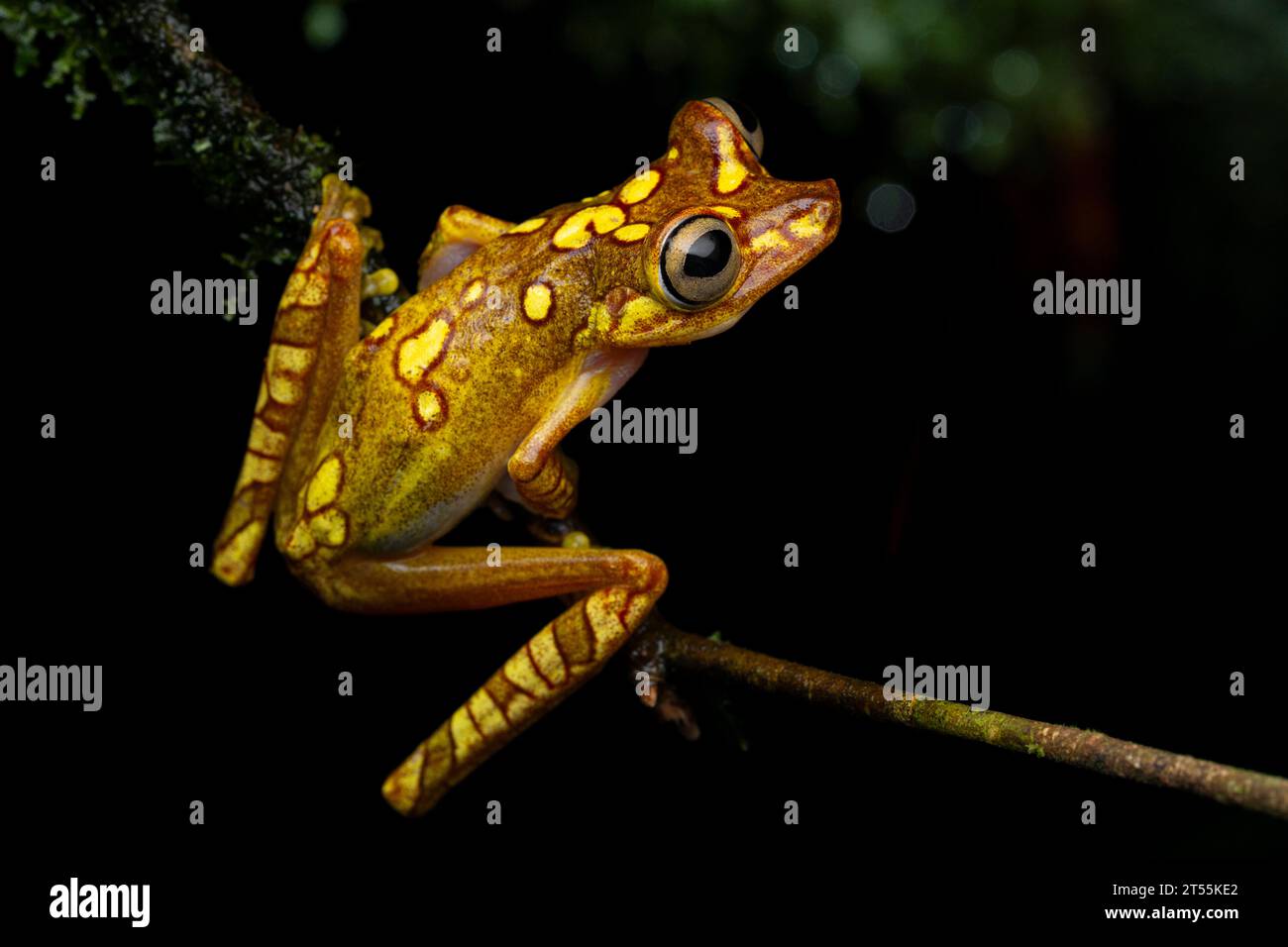Imbabura tree frog (Boana picturata), Chocó, Ecuador Stock Photo - Alamy