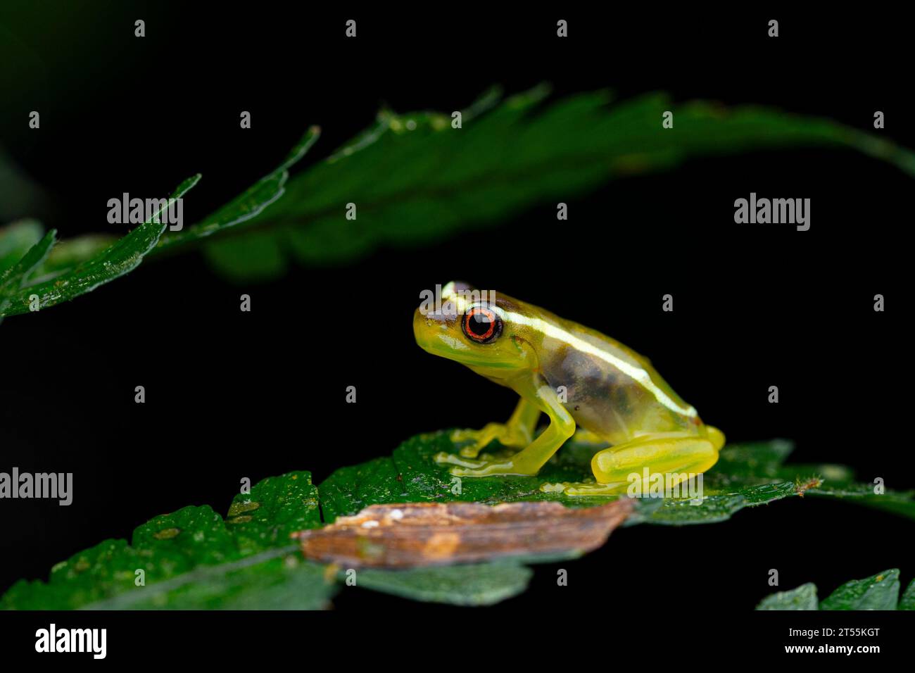 Young tree frog (Osteocephalus mutabor), Ecuador Stock Photo - Alamy