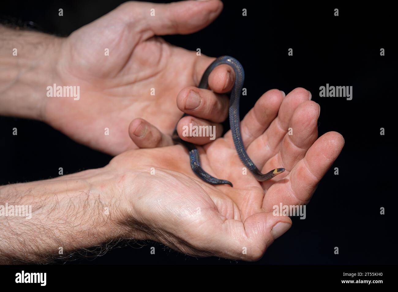 Orces' Ground Snake (Atractus orcesi) hanging, Ecuador Stock Photo - Alamy