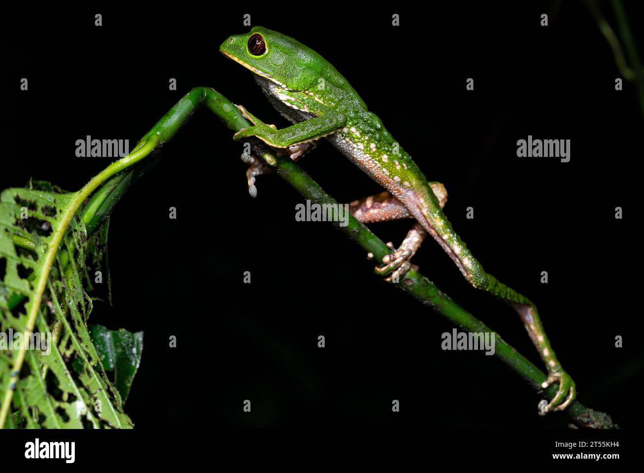 Tarsier leaf frog (Phyllomedusa tarsius), Ecuador Stock Photo - Alamy