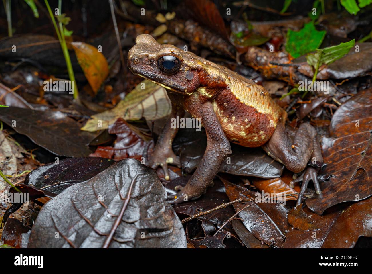 Spotted toad (Rhaebo guttatus), large Guiana toad in its environment ...