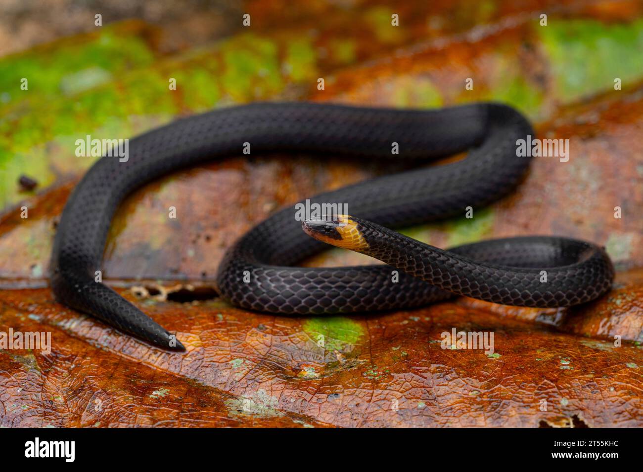 Orces' Ground Snake (Atractus orcesi), Ecuador Stock Photo - Alamy