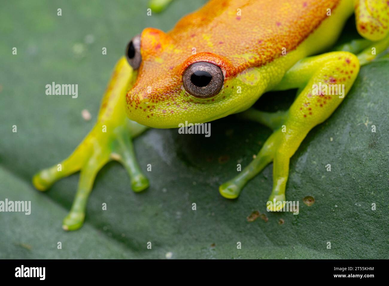 Polka-dot Tree frog (Boana punctata), Ecuador Stock Photo - Alamy