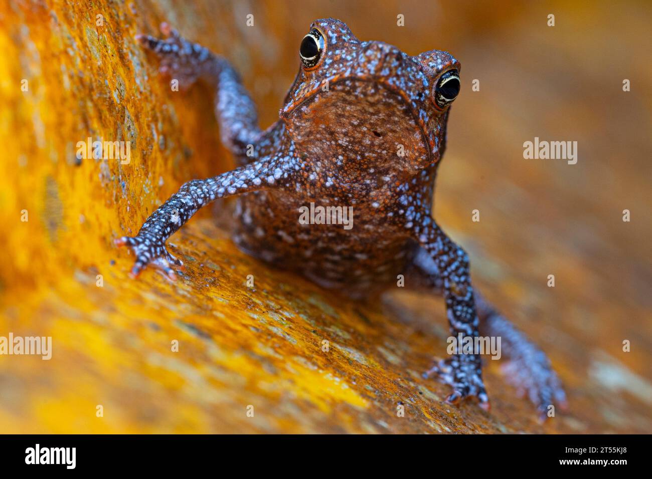 Young South American Common Toad (Rhinella margaritifera), Ecuador Stock Photo - Alamy