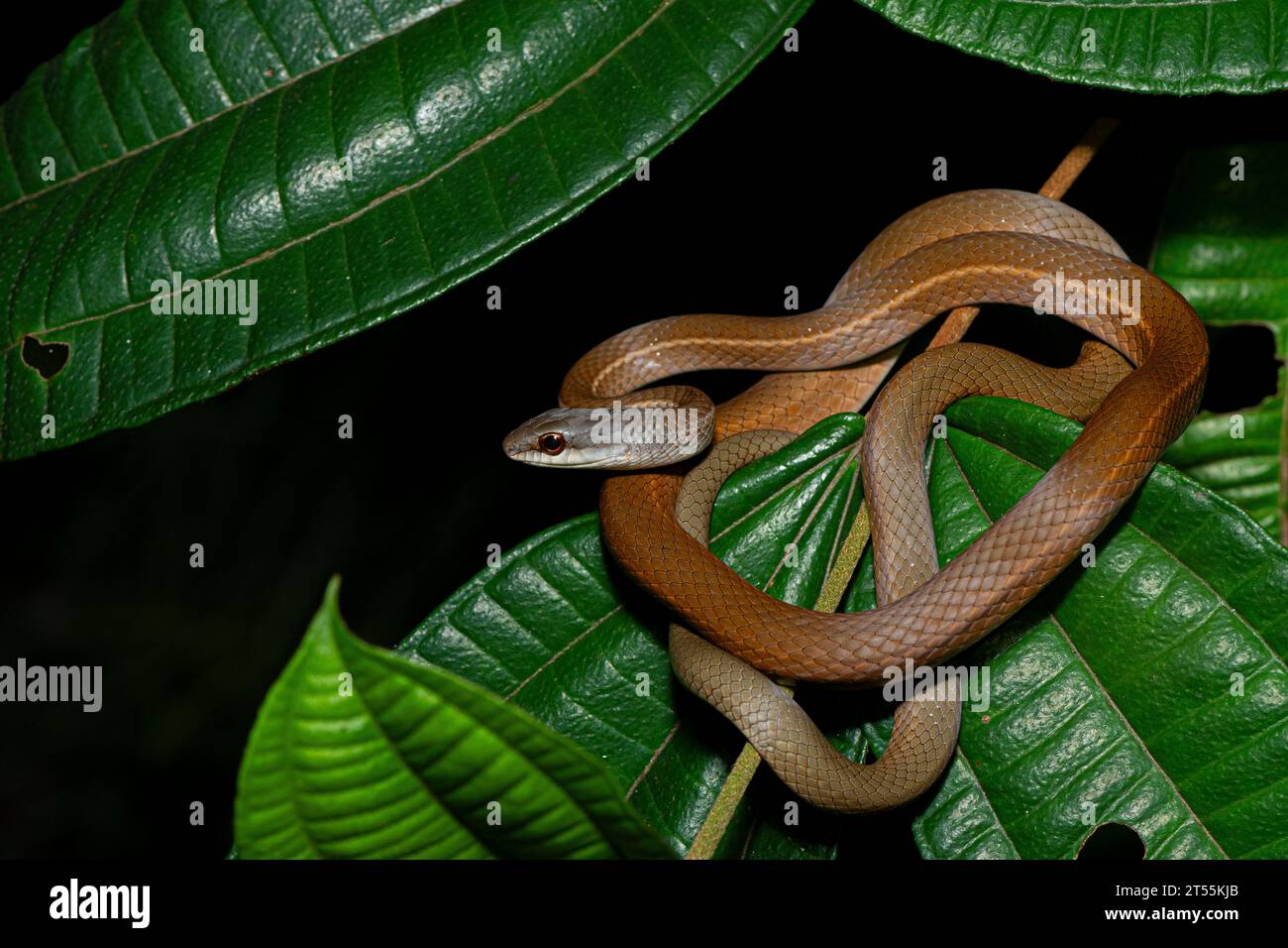 Boddaert's tropical racer (Mastigodryas boddaerti) coiled at night in a ...