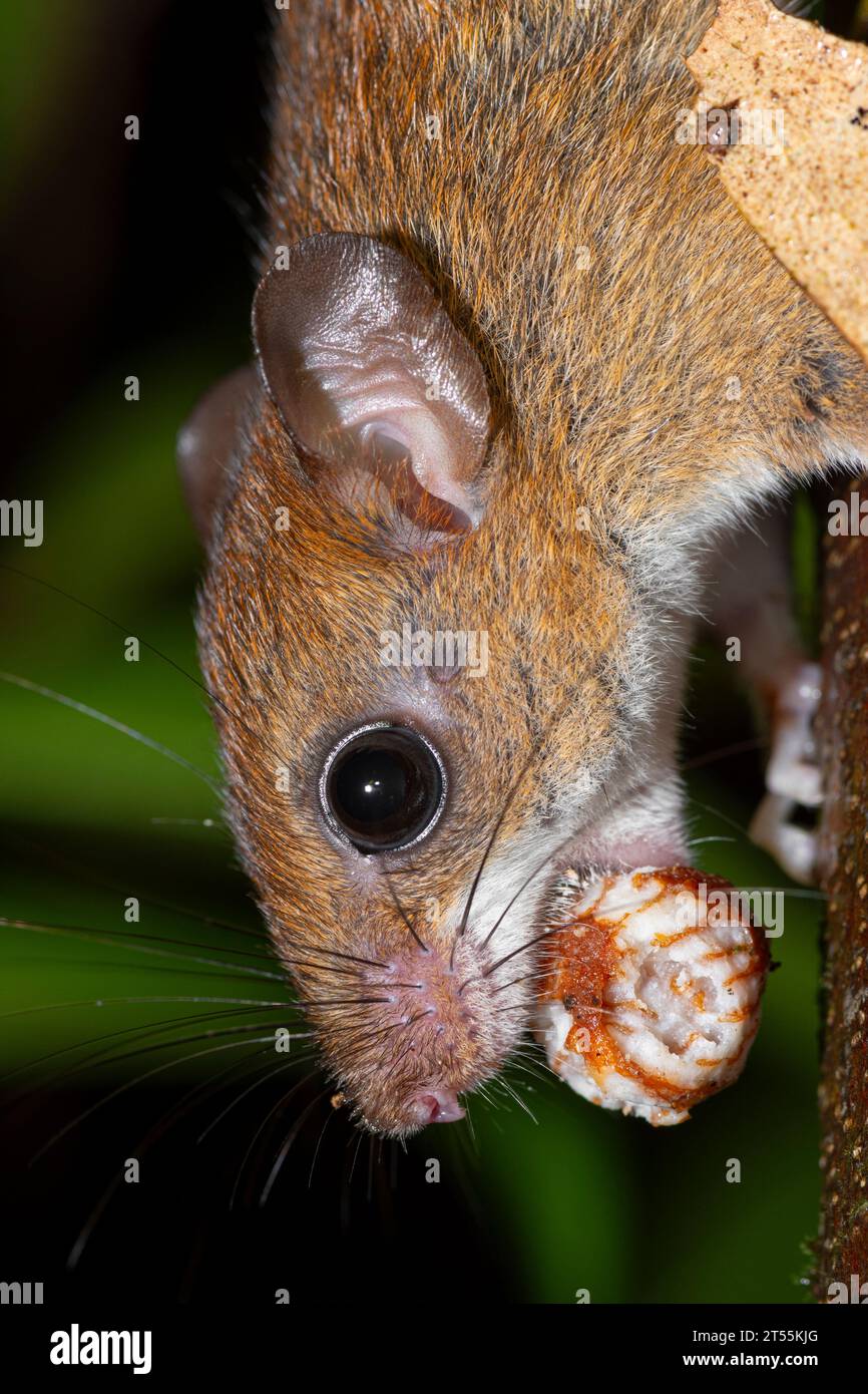 Bicolored arboreal rice rat (Oecomys bicolor) eating a nut in the ...