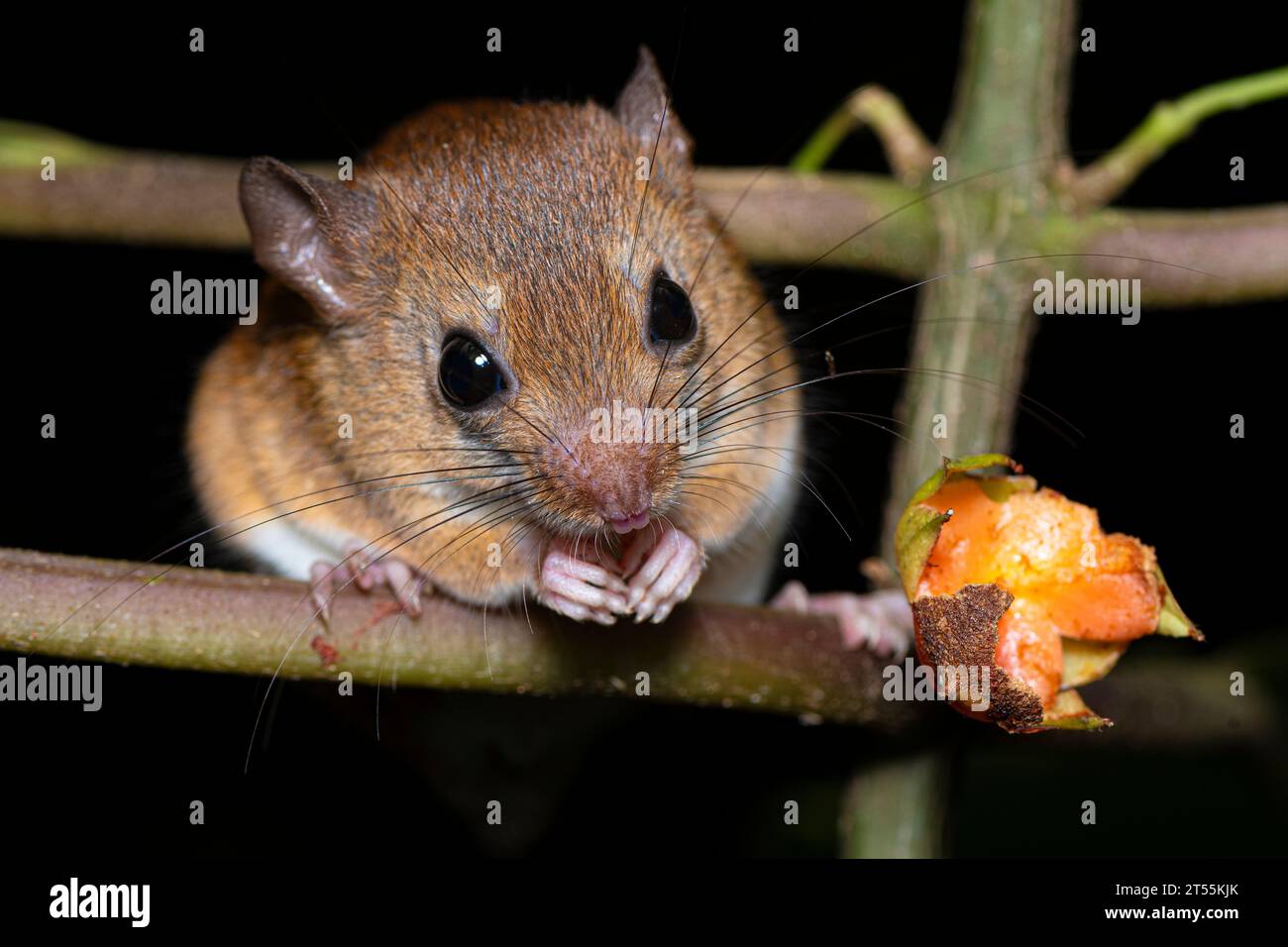 Bicolored arboreal rice rat (Oecomys bicolor) eating fruit in the ...