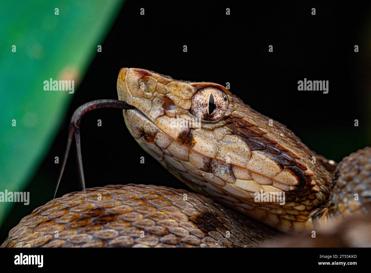Common lancehead (Bothrops atrox), Ecuador Stock Photo - Alamy
