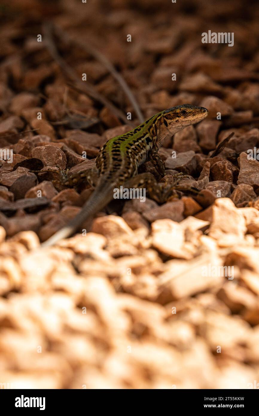 Lizard in the sun Stock Photo - Alamy