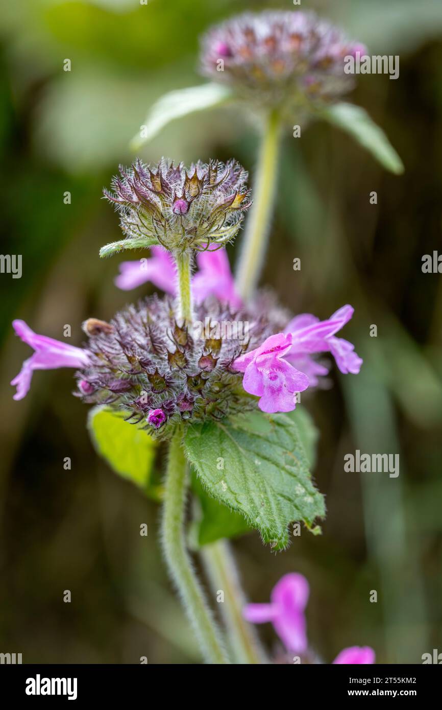 Wild Basil (Clinopodium Vulgare), Savoie, France Stock Photo - Alamy