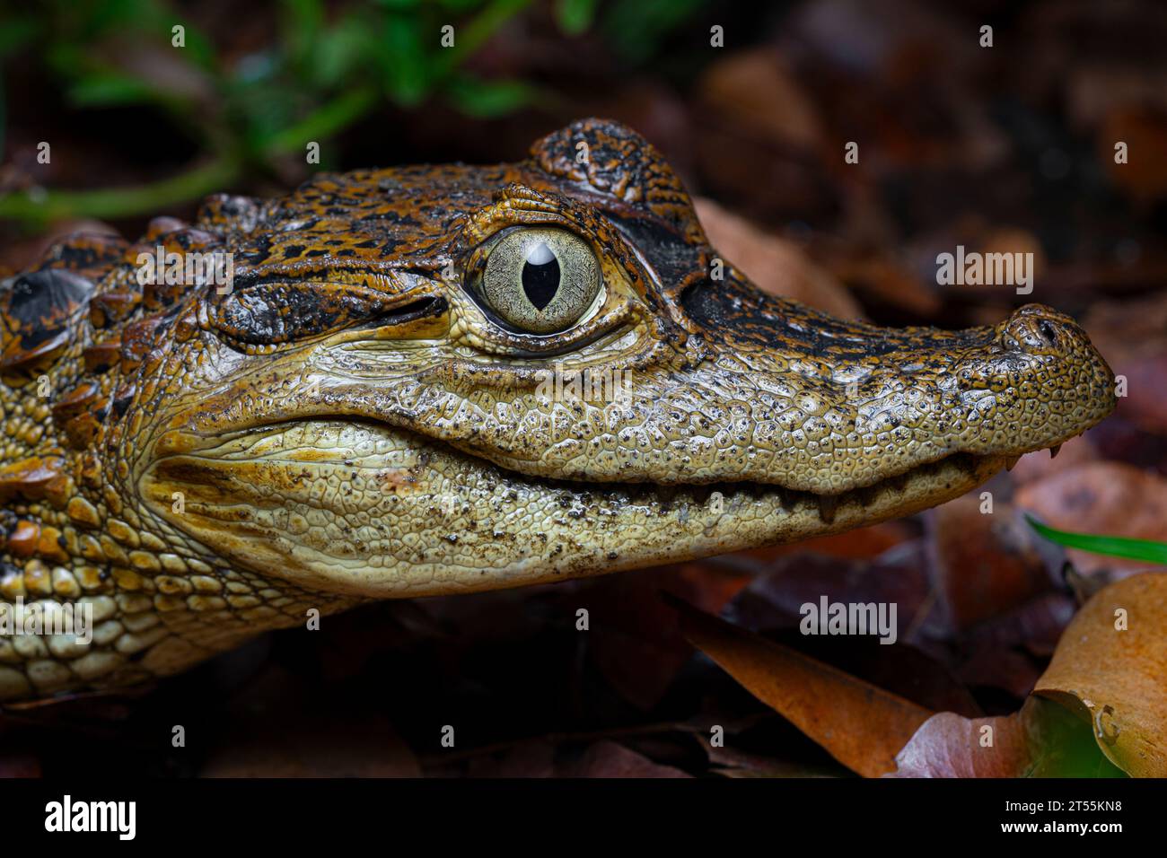 Spectacled Caiman (Caiman crocodilus) Caiman resting at night in a ...