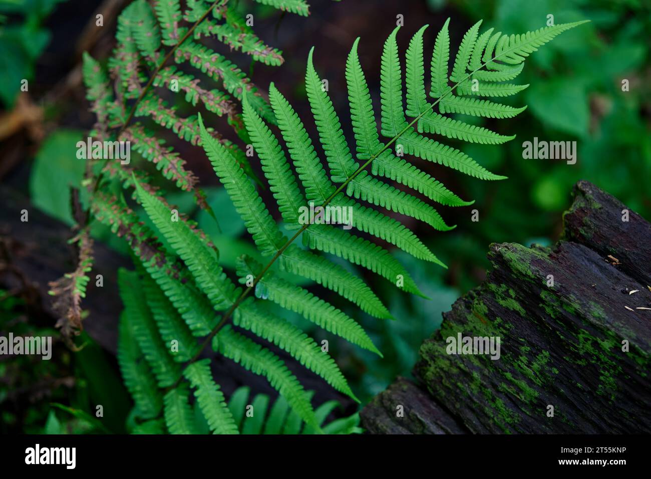 Forest fern leaf texture hi-res stock photography and images - Alamy