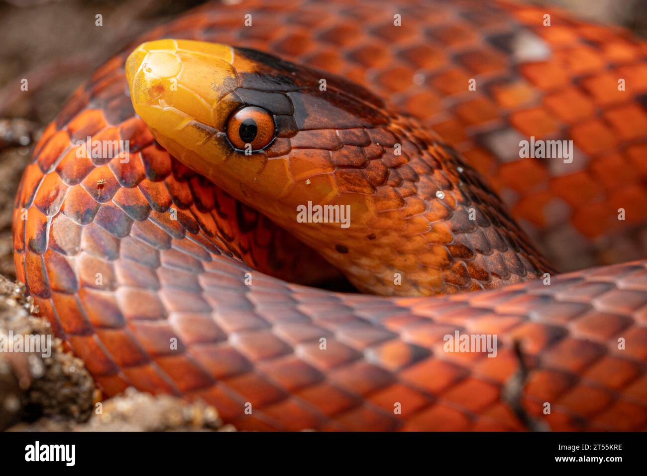 Yellow-headed Flame-Snake (Oxyrhopus occipitalis), red snake with ...