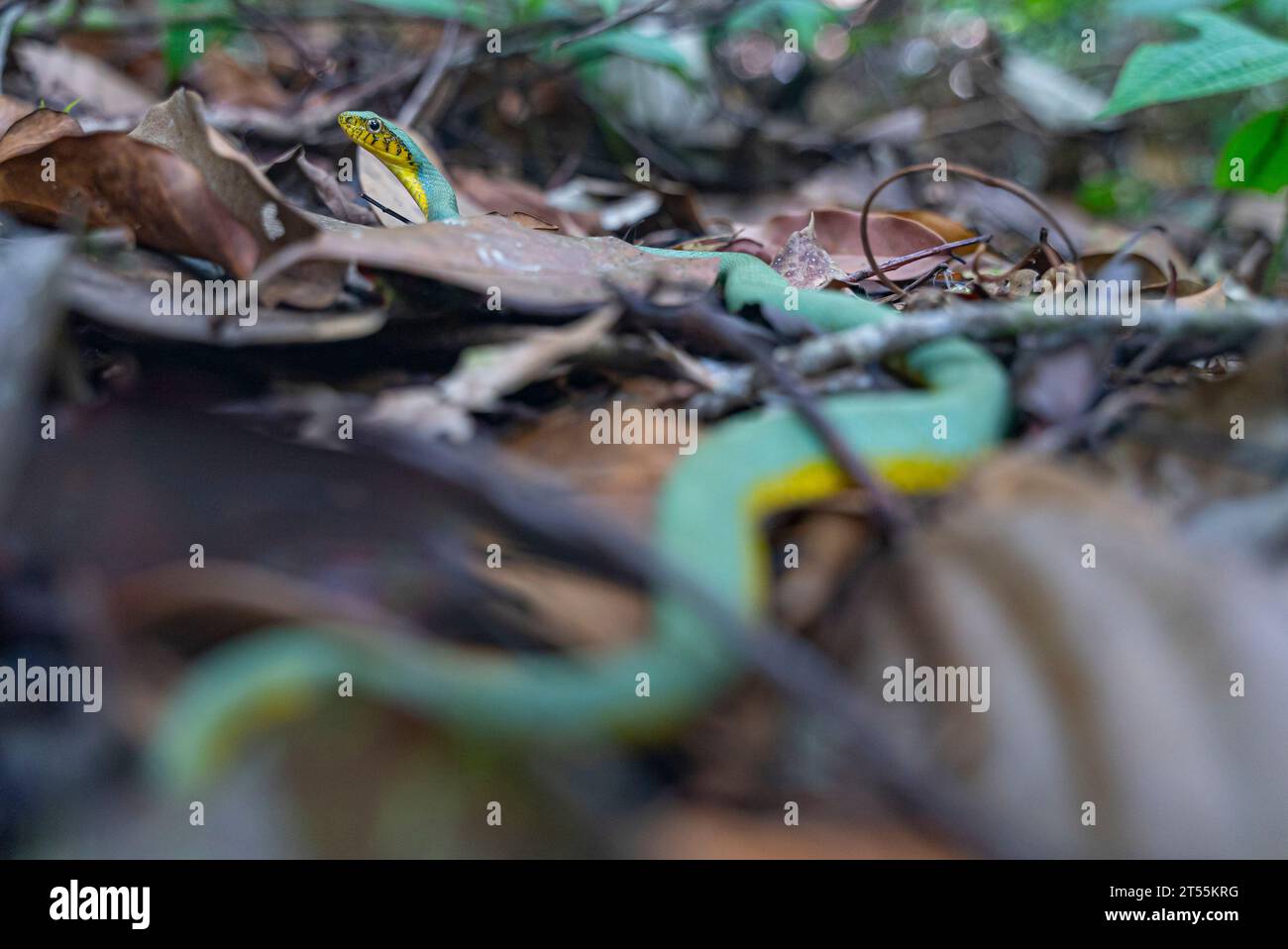False palmviper (Xenodon werneri) Snake imitating a venomous Amazon ...