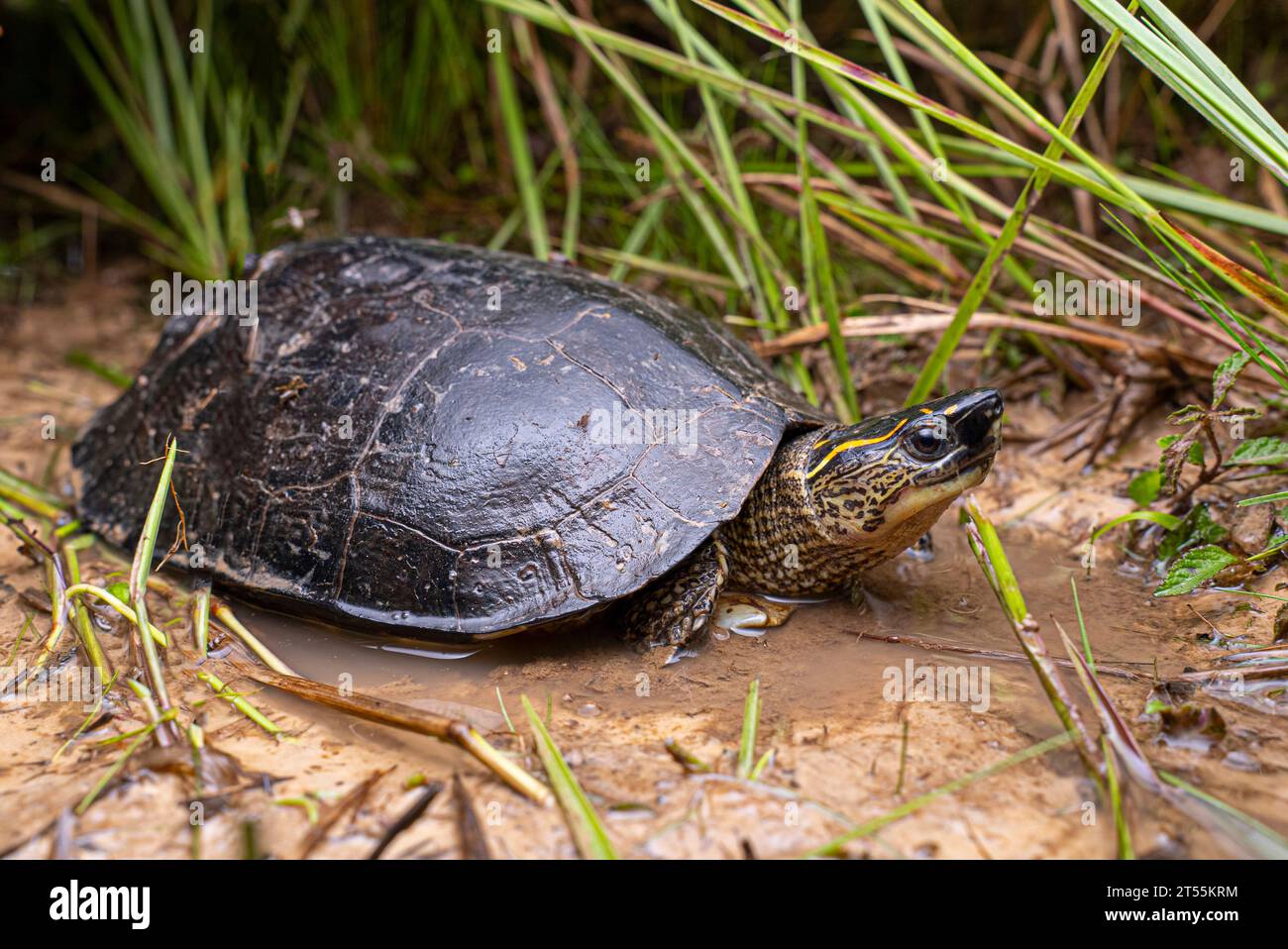 Spot-legged wood turtle (Rhinoclemmys punctularia), French Guiana Stock ...